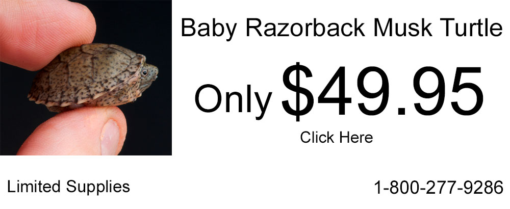 Turtle Store | Buy Turtles Online | Turtle Accessories - My Turtle Store