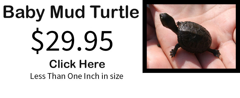 Turtle Store | Buy Turtles Online | Turtle Accessories - My Turtle Store