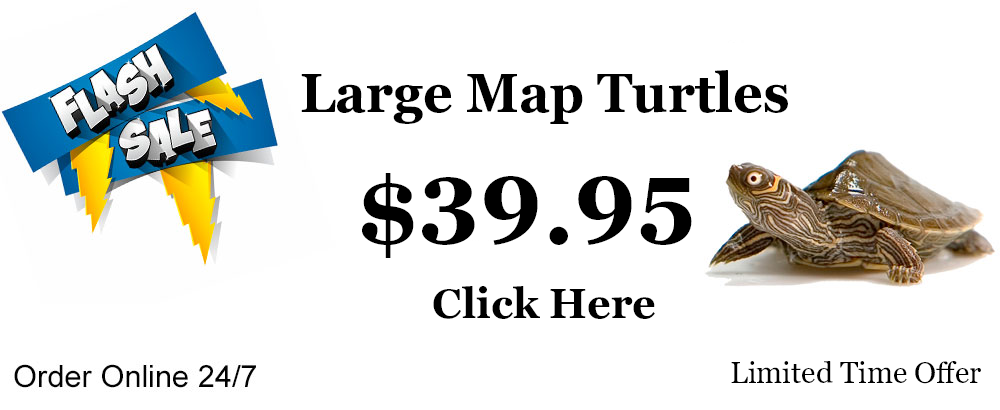 Turtle Store | Buy Turtles Online | Turtle Accessories - My Turtle Store