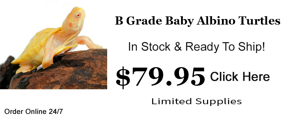 Turtle Store | Buy Turtles Online | Turtle Accessories - My Turtle Store