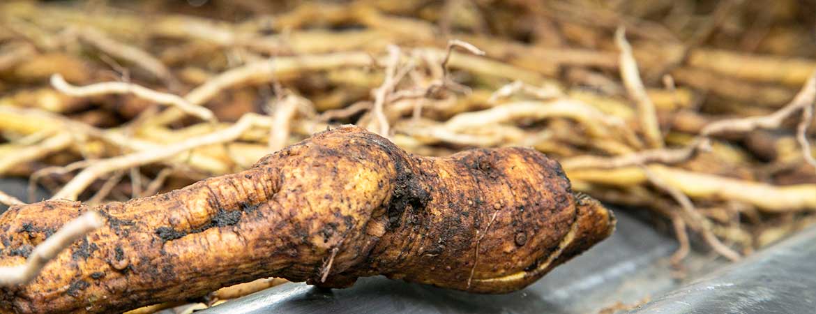 The Benefits of Kava Root - CBDistillery
