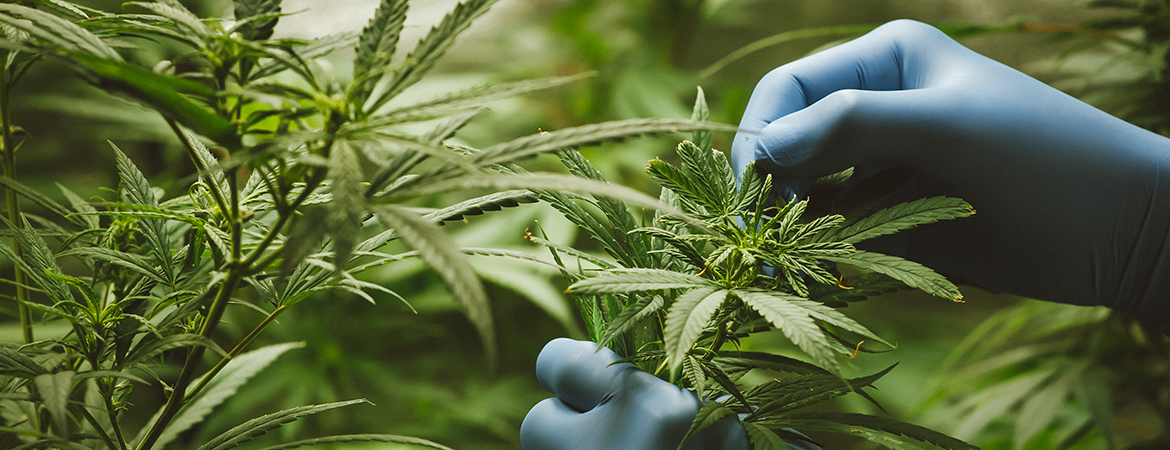 Delta Distinctions: Comparing the Many Hemp-Derived THC Variants ...