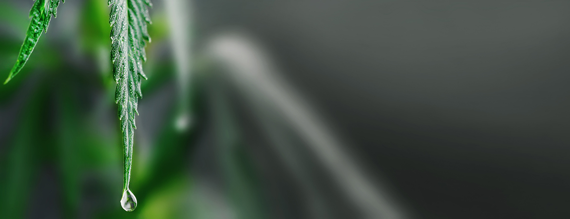 CBD vs Delta-8 THC: Understanding the Key Differences - CBDistillery