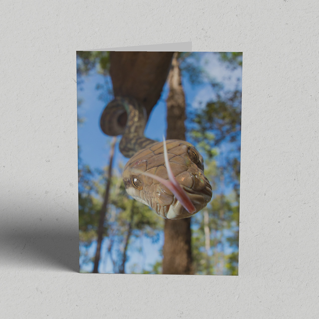 Year of the Snake - Page 1 - Australia Zoo