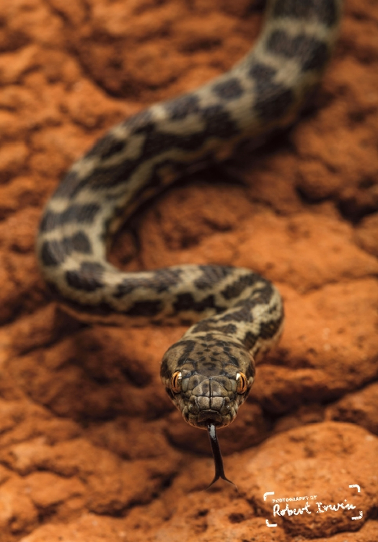 Photography by Robert Irwin Greeting Card - Spotted Python