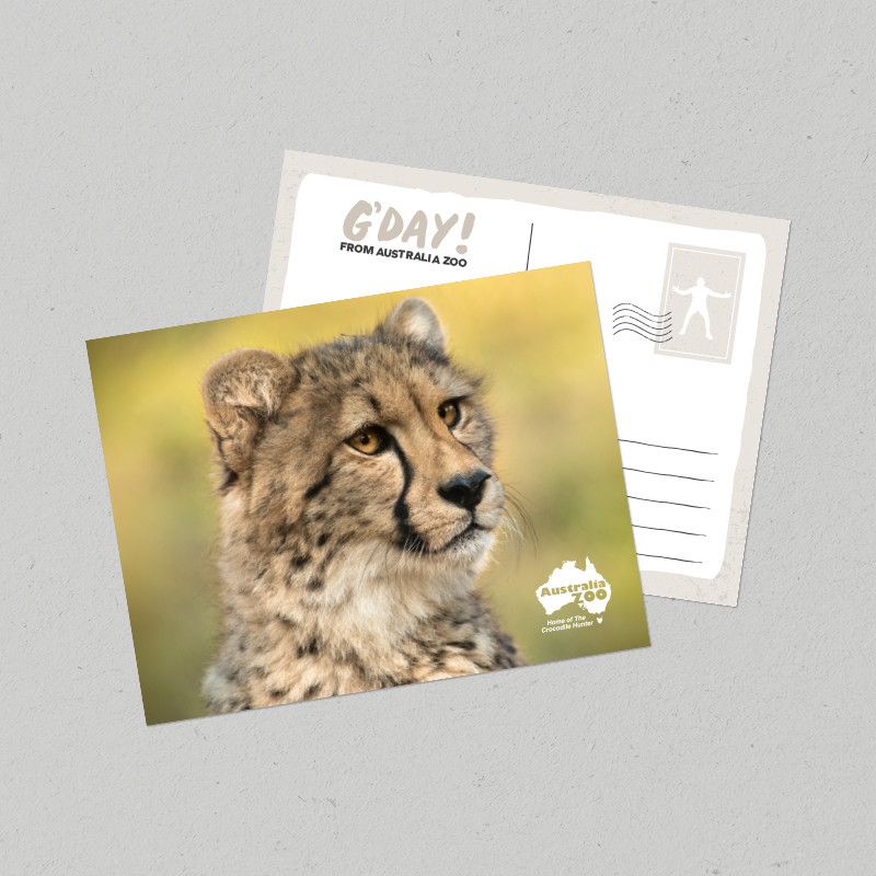 Postcard Australia Zoo Cheetah - Australia Zoo