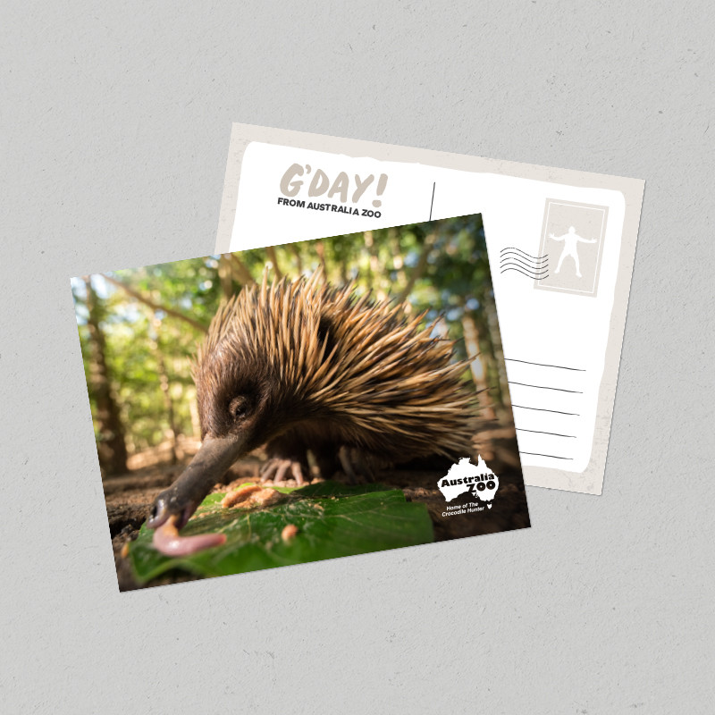 Postcard Australia Zoo Echidna - Australia Zoo