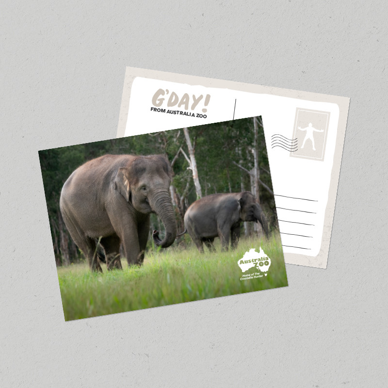 Postcard Australia Zoo Elephant - Australia Zoo