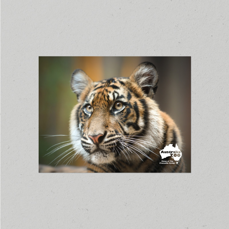 Postcard Australia Zoo Tiger - Australia Zoo