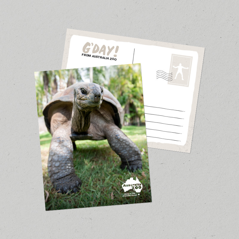 Postcard Australia Zoo Tortoise - Australia Zoo