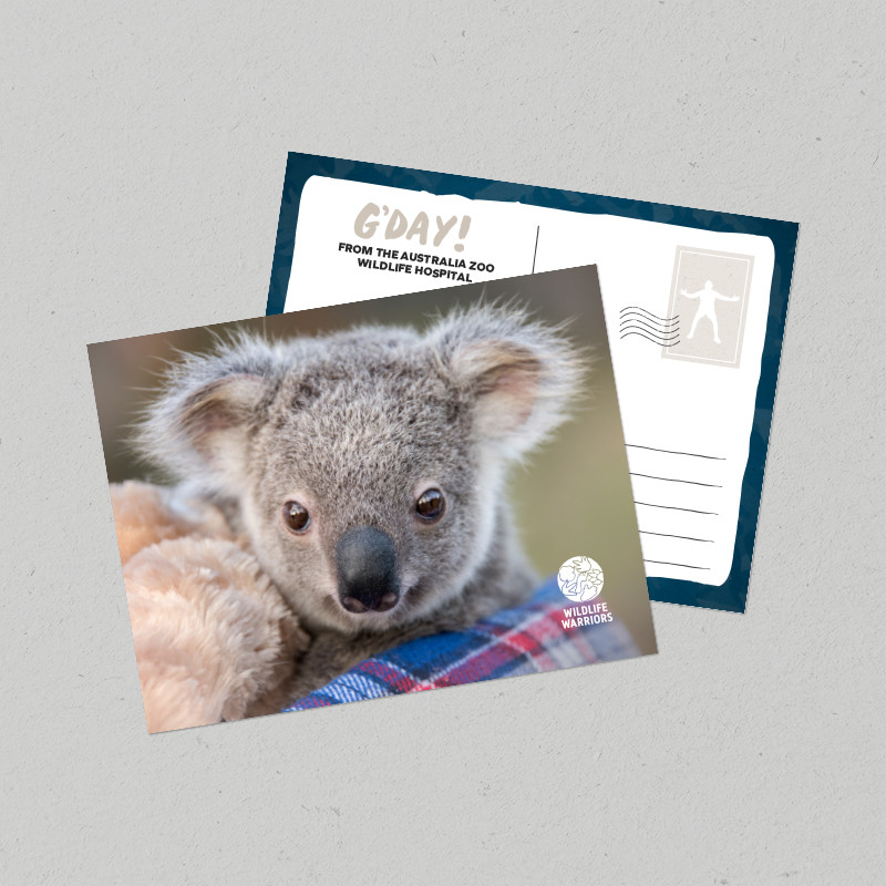 Postcard Wildlife Warriors Koala - Australia Zoo
