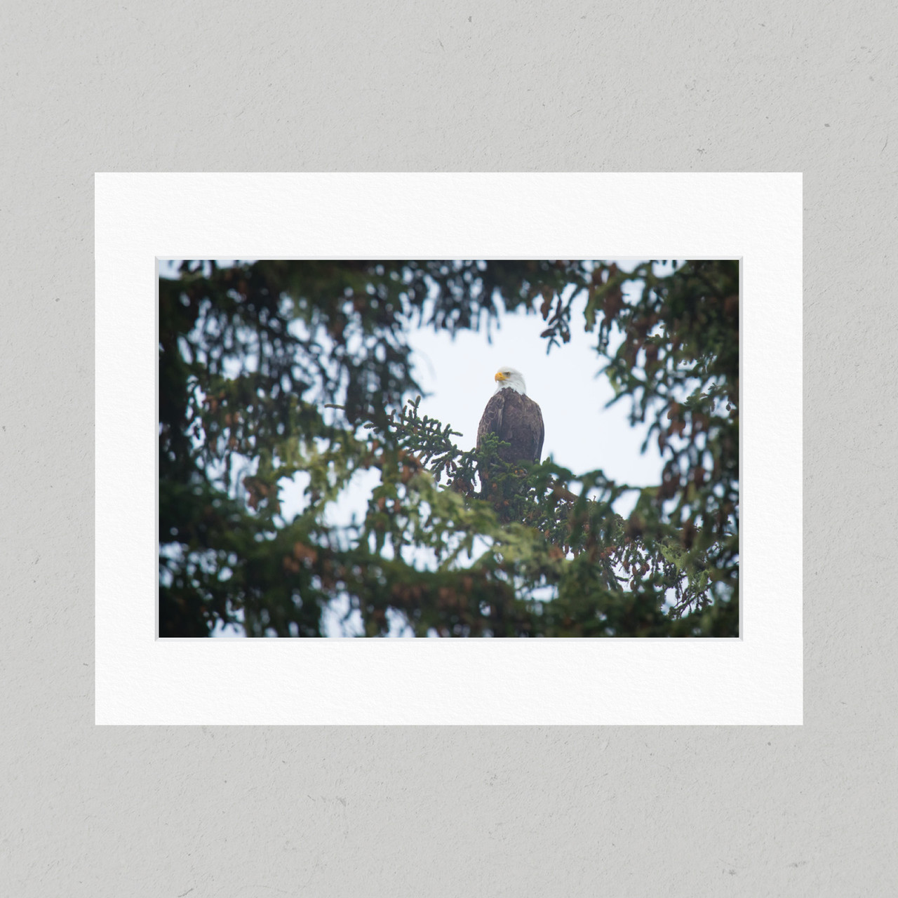 Photography by Robert Irwin - Matte Print - North America Bald Eagle