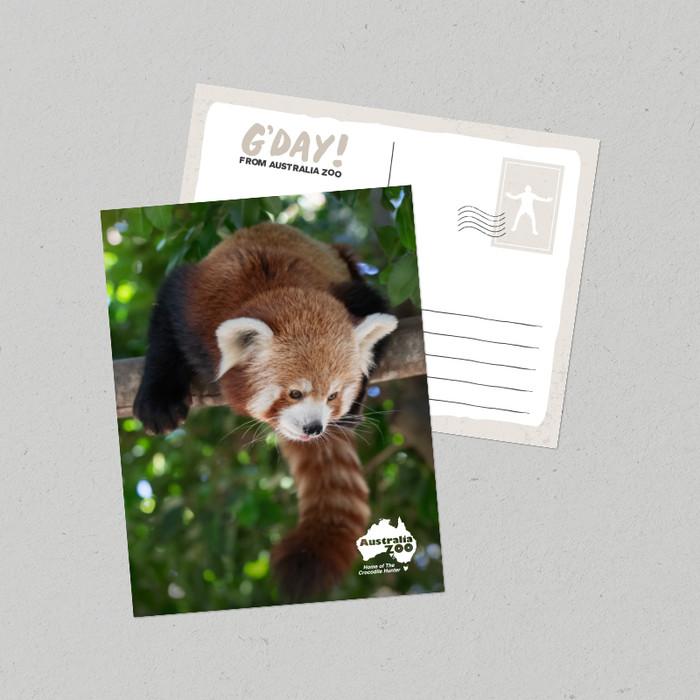 Postcard Australia Zoo Red Panda - Australia Zoo