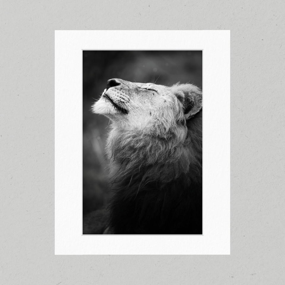 Photography by Robert Irwin - Matte Print - Black and White Happy Lion