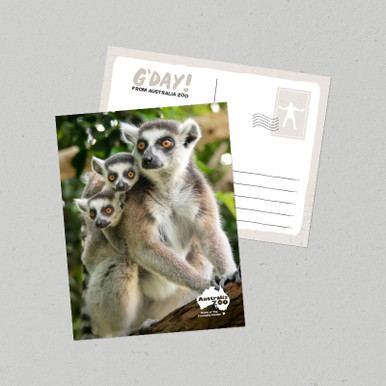 Postcard Australia Zoo Lemurs - Australia Zoo