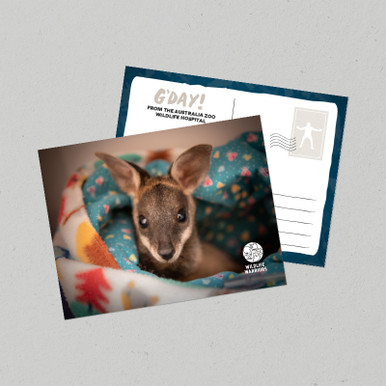Postcard Wildlife Warriors Wallaby - Australia Zoo
