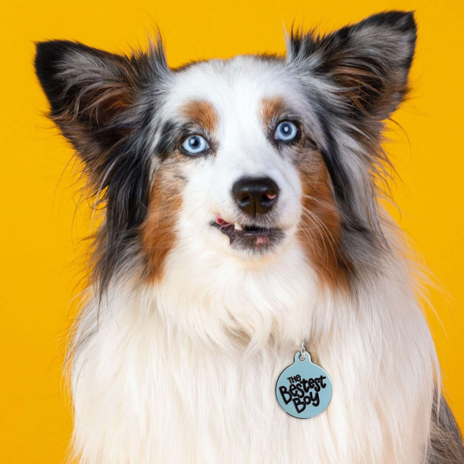 Bad Tags - Funny Dog Tags for Sale - Personalized Pet ID Tags