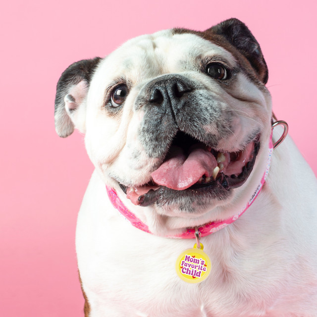 Bad Tags OFFICIAL - Personalized Dog Tags for Sale - Unique Pet ID Tags ...