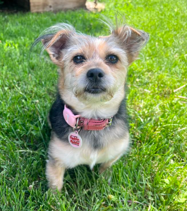 Daddies Baddy Dog Tag | Bad Tags