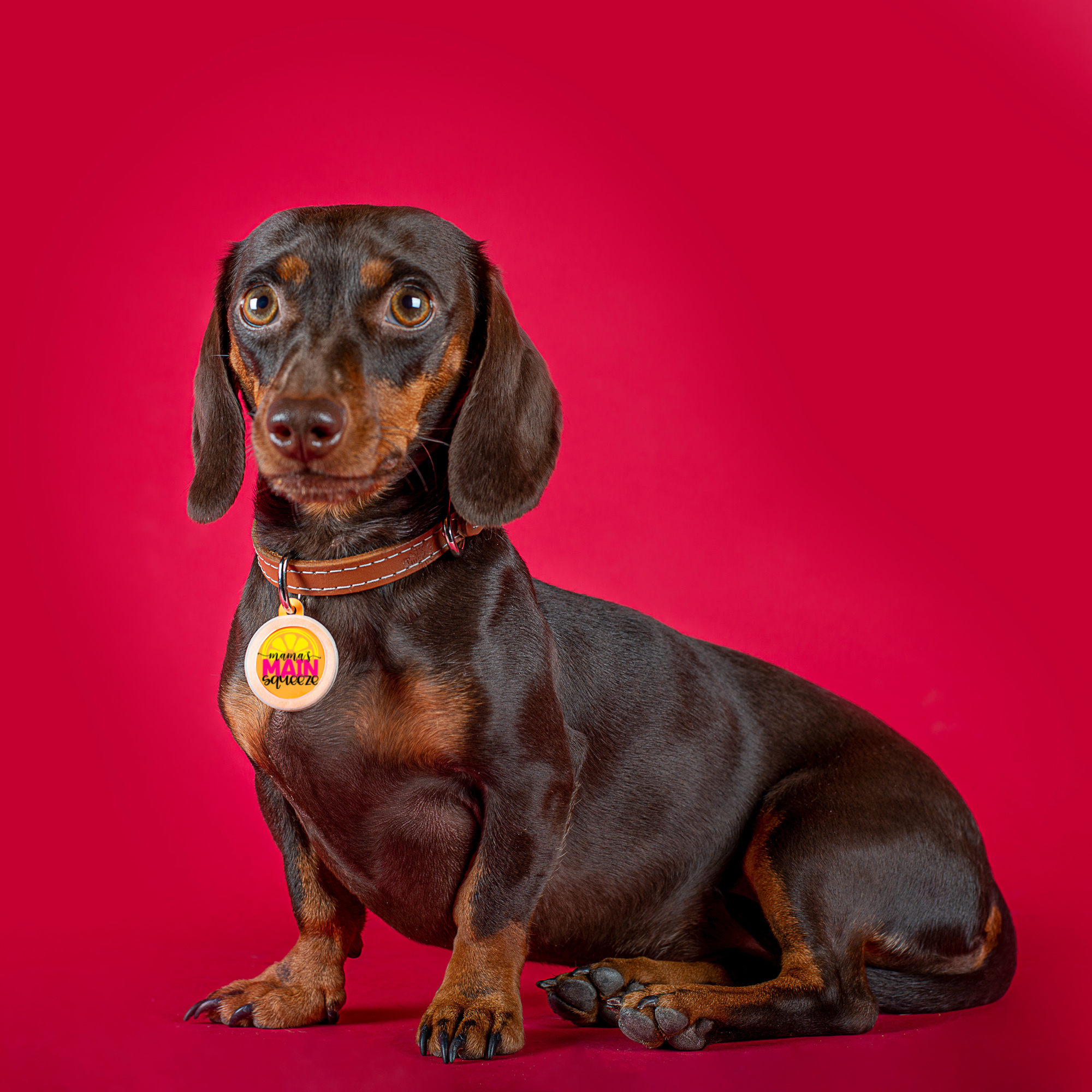 Bad Tags Shipping Policies - Shipping Pet Tags US & Internationally