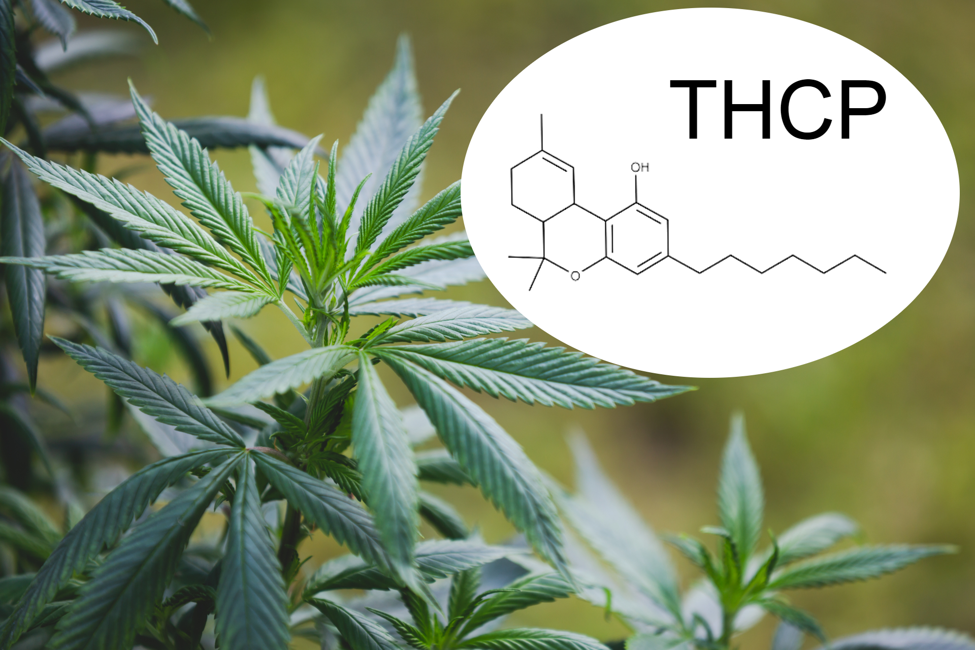 What Is THCP Colorado Cures What Is THCP Colorado Cures