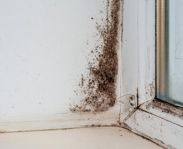 Understanding Mold Exposure: Health Implications, Symptoms, and ...