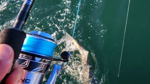 Jigging & Popping Rigging Tips - Part 3: Line, Leader & Accessories ...