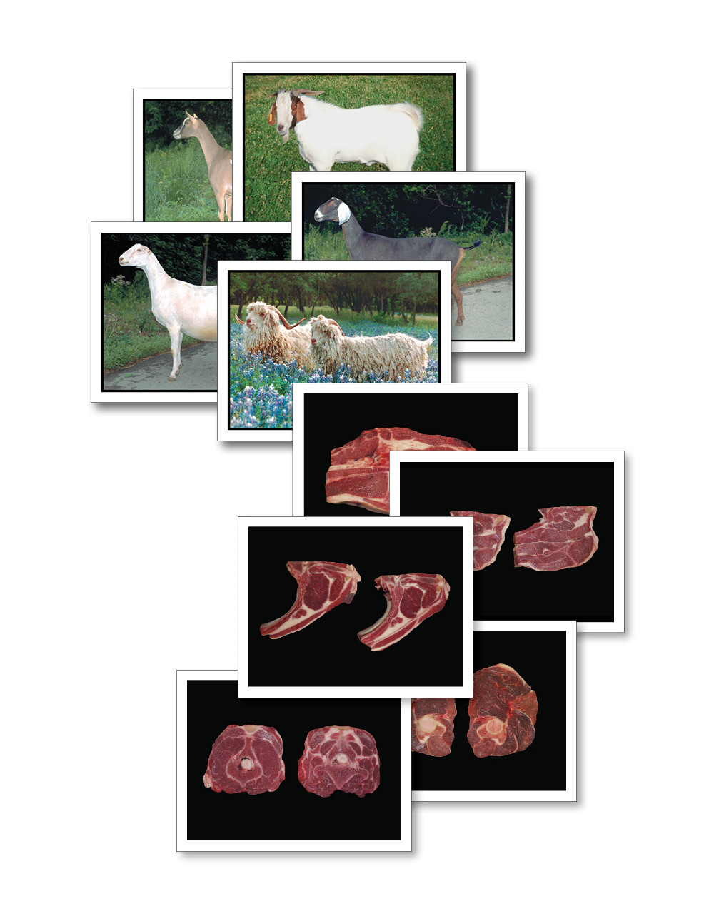Goat Learning Lab Kit - OSU Extension Publishing