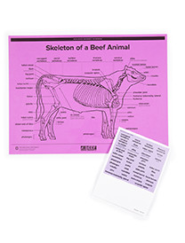Beef Skeleton Poster Set - OSU Extension Publishing