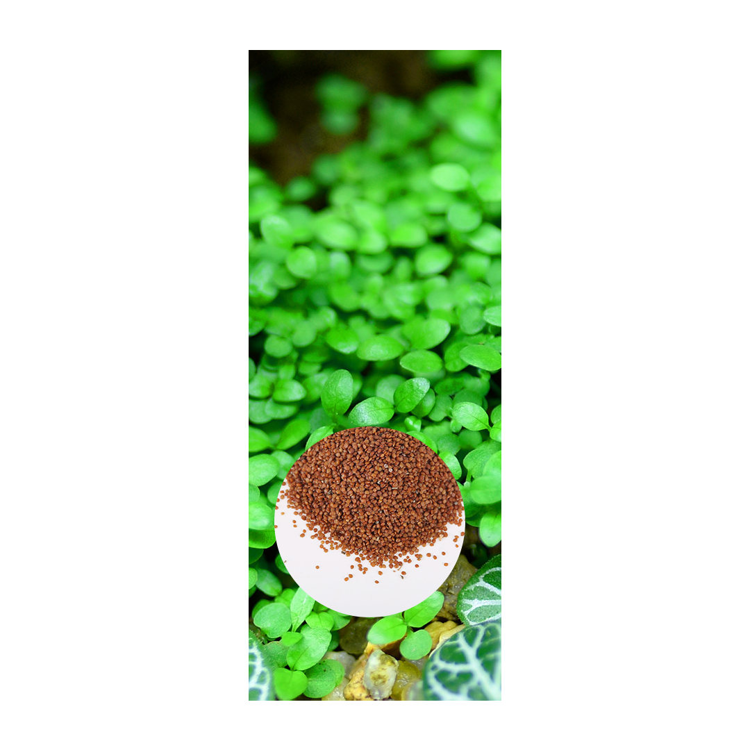 Aquarium Mini Leaf Grass Seed 10g - Goldunited Sdn Bhd