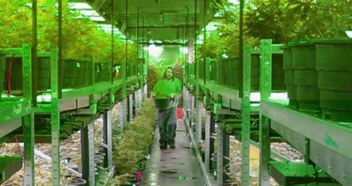 PPE For the Marijuana Industry - Harmony Lab & Safety Supplies