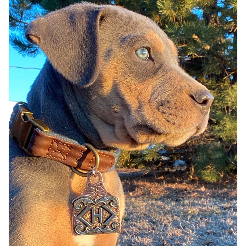 The Lab Tag - Champion's Choice Silver - Hand Crafted Buckles, Trophy ...