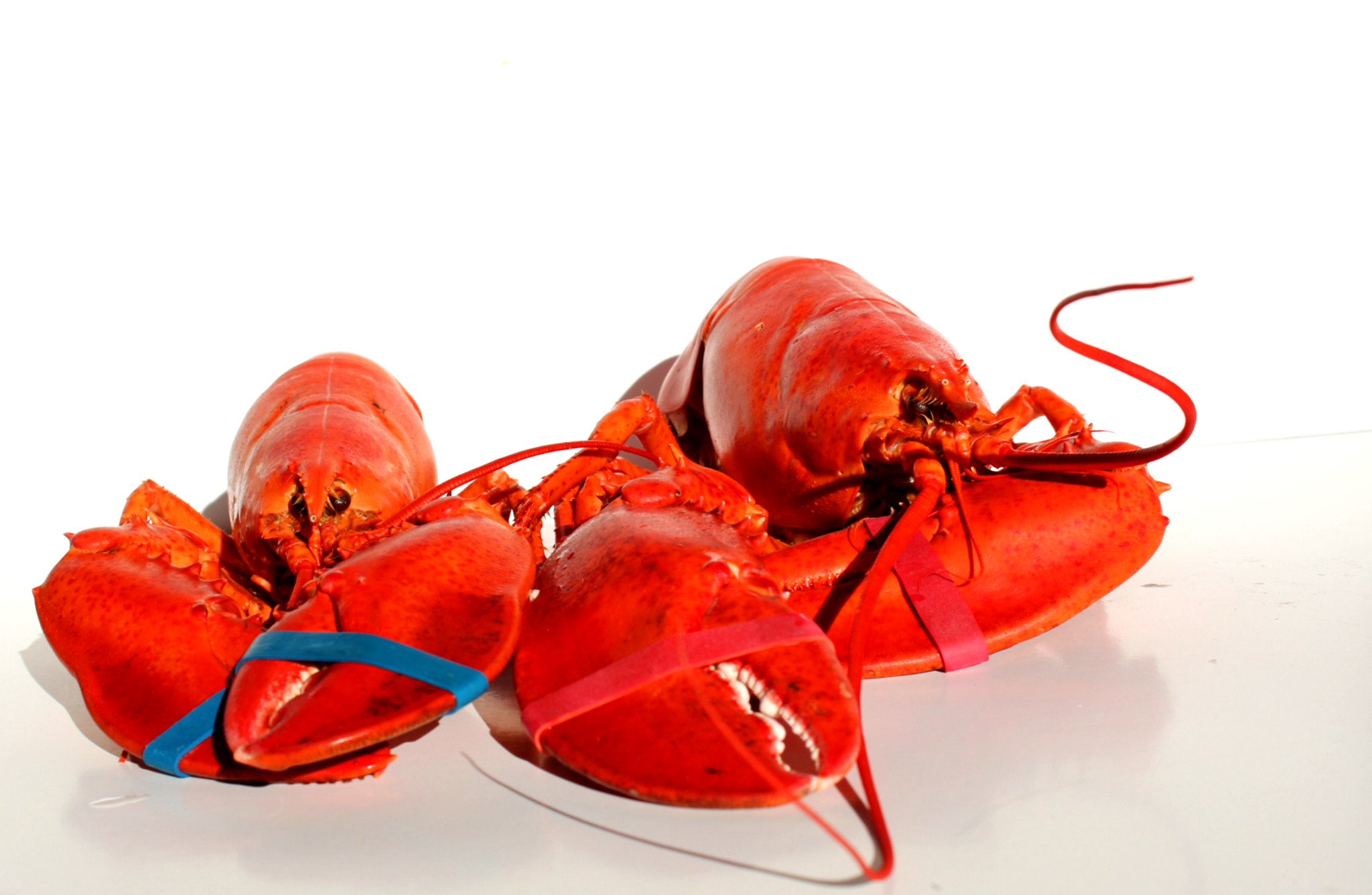 Live Lobster | Flanders Fish Market