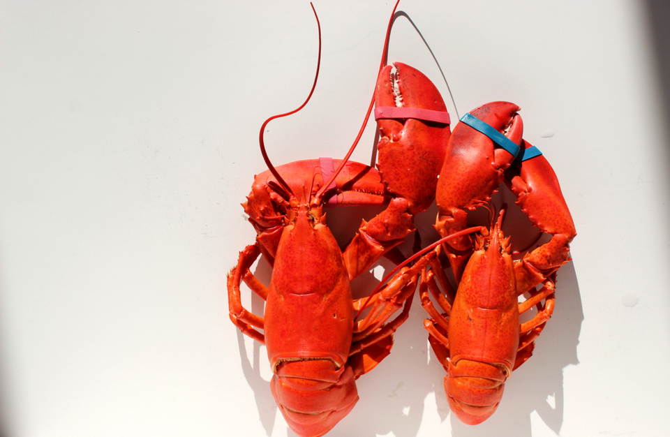 Live Lobster | Flanders Fish Market