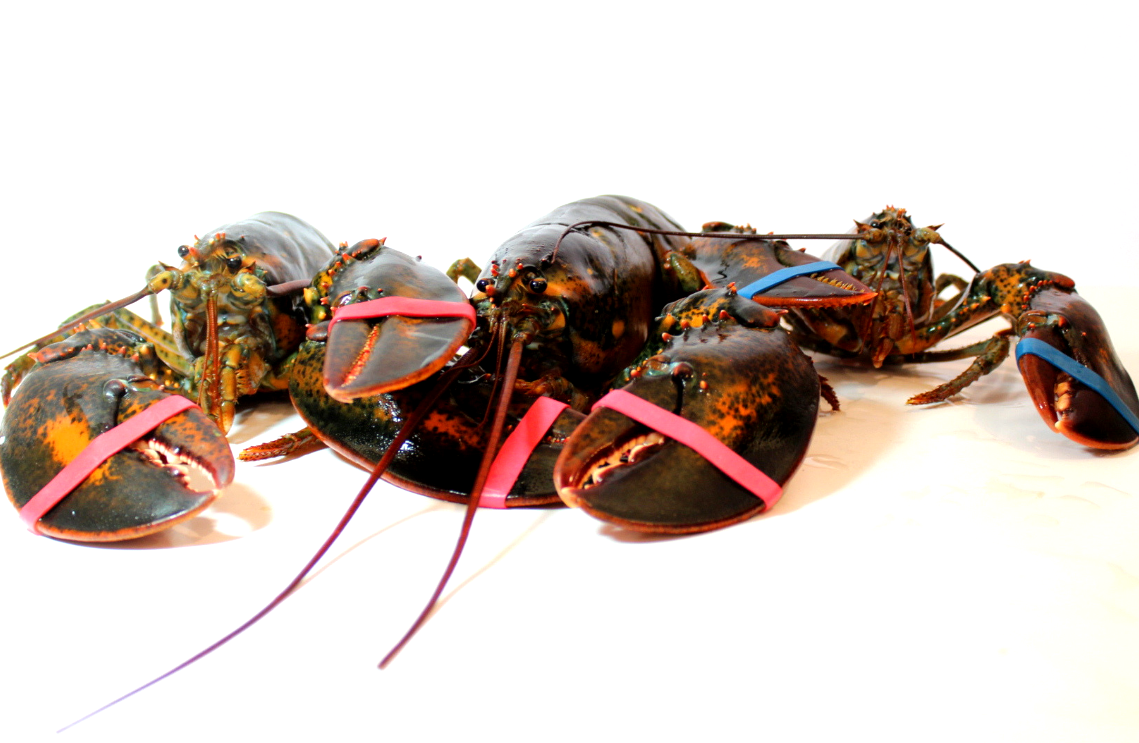 Flanders Fish Market