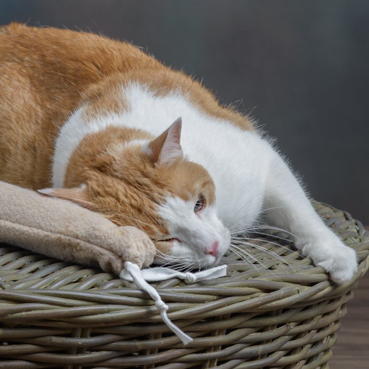 Long Catnip Snake Toy - Organic Catnip Cat Toy - Perfect to bunny kick ...