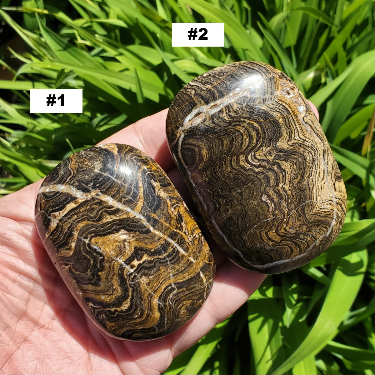 Stromatolite Stones | Shop Healing Stromatolite Crystals & Gemstones ...