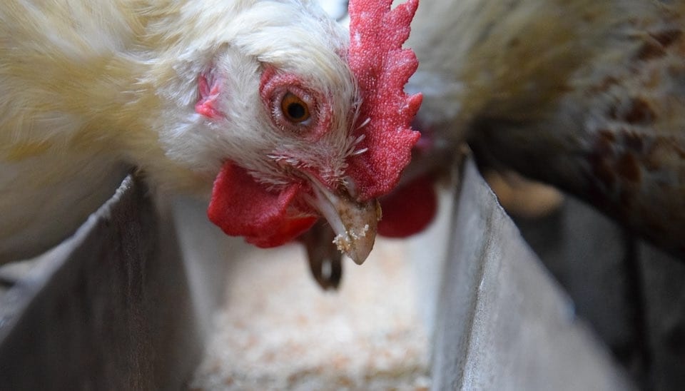 Complete Chicken Feeding Guide for Kiwi Keepers - Dine-A-Chook New Zealand