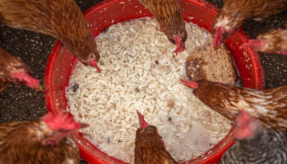 What Food Scraps Are Safe for Chickens to Eat - Dine-A-Chook New Zealand