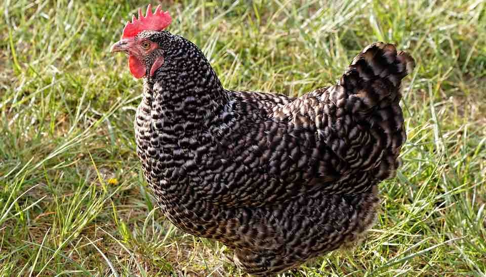 Upright Chicken The Ultimate Guide To Chicken Breeds | Blain's Farm