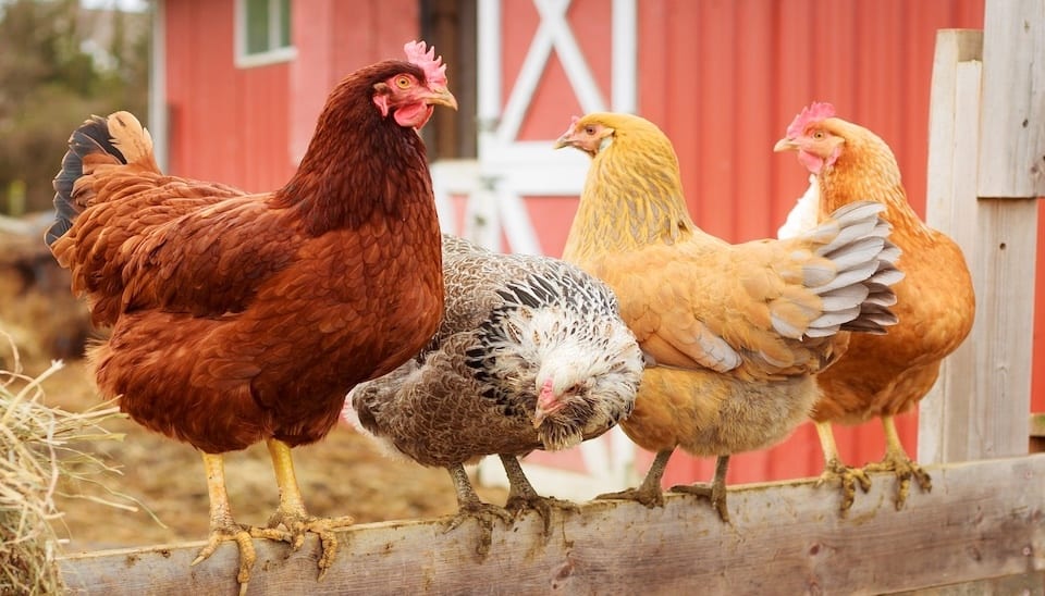 How to Recognise and Treat Sour Crop in Chickens - Dine-A-Chook New Zealand