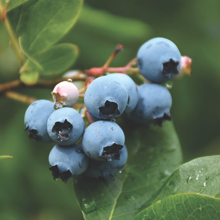 Trees / Shrubs - Fruit Trees /Berry Bushes - Berry Bushes - Colonial ...