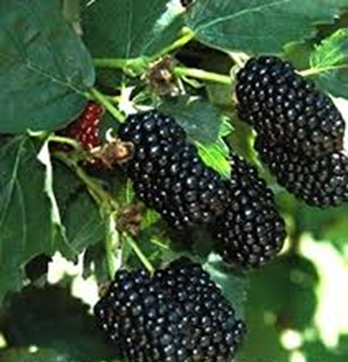 Rubus x 'Natchez' #3 - Colonial Gardens