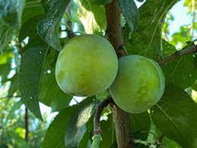 Prunus domestica 'Green Gage' - Colonial Gardens