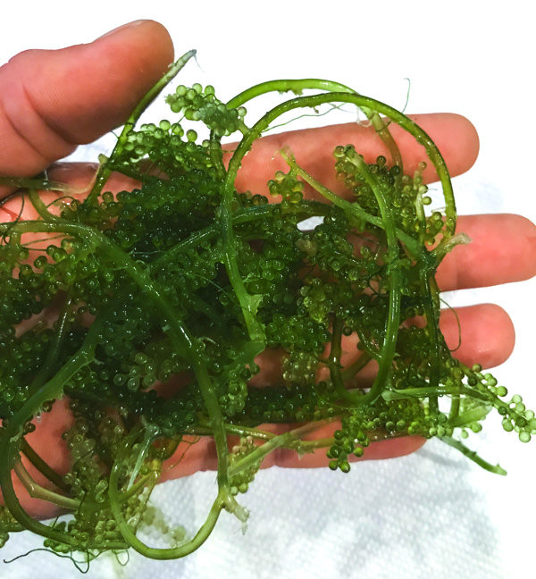Macro Algae for Sale | Buy Macroalgae | Macro Algae Saltwater Plants
