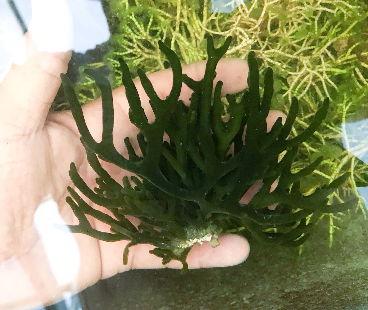 Codium | Dead Man's Fingers | Codium for Sale | Macro Algae