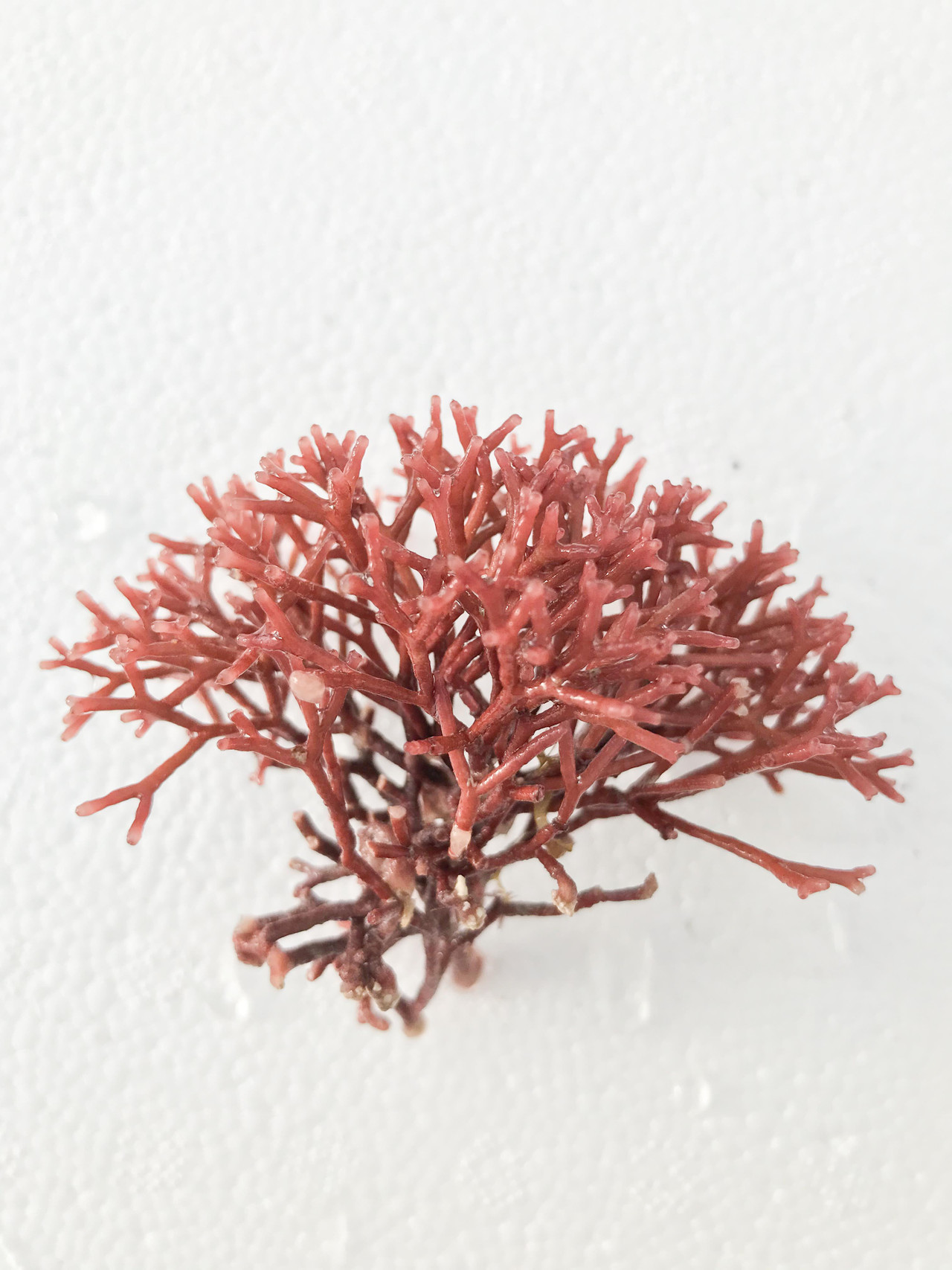 Orange thicket Macro Algae for Sale. Galaxaura Coraline Algae
