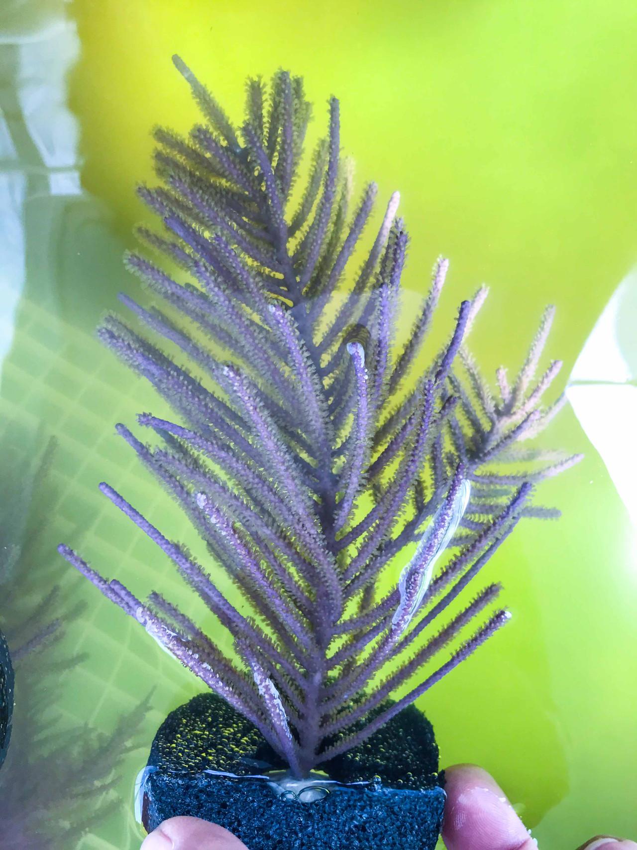 Purple Gorgonian for Sale. Live Gorgonians for reef tanks.