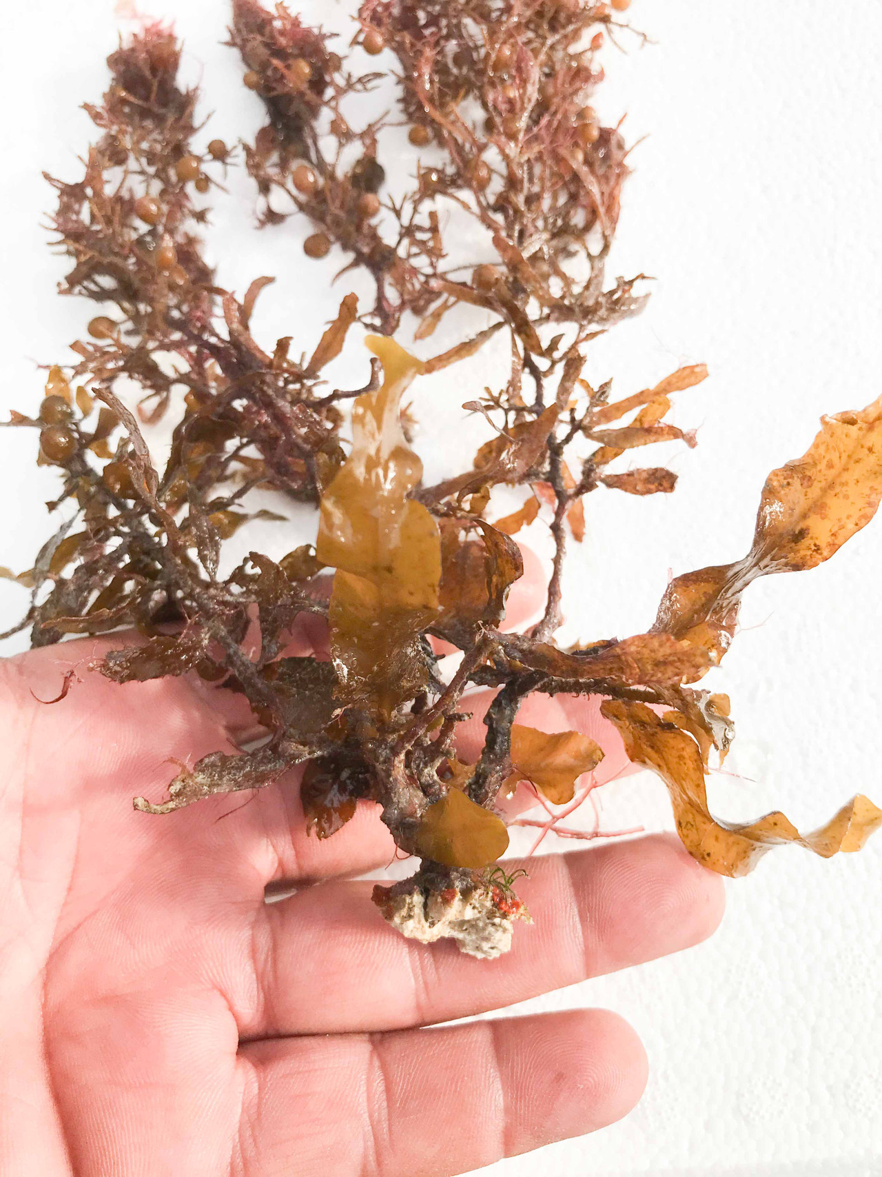 Buy Sargasso Macro Algae for Sale. Golden Sargassum Live Macro