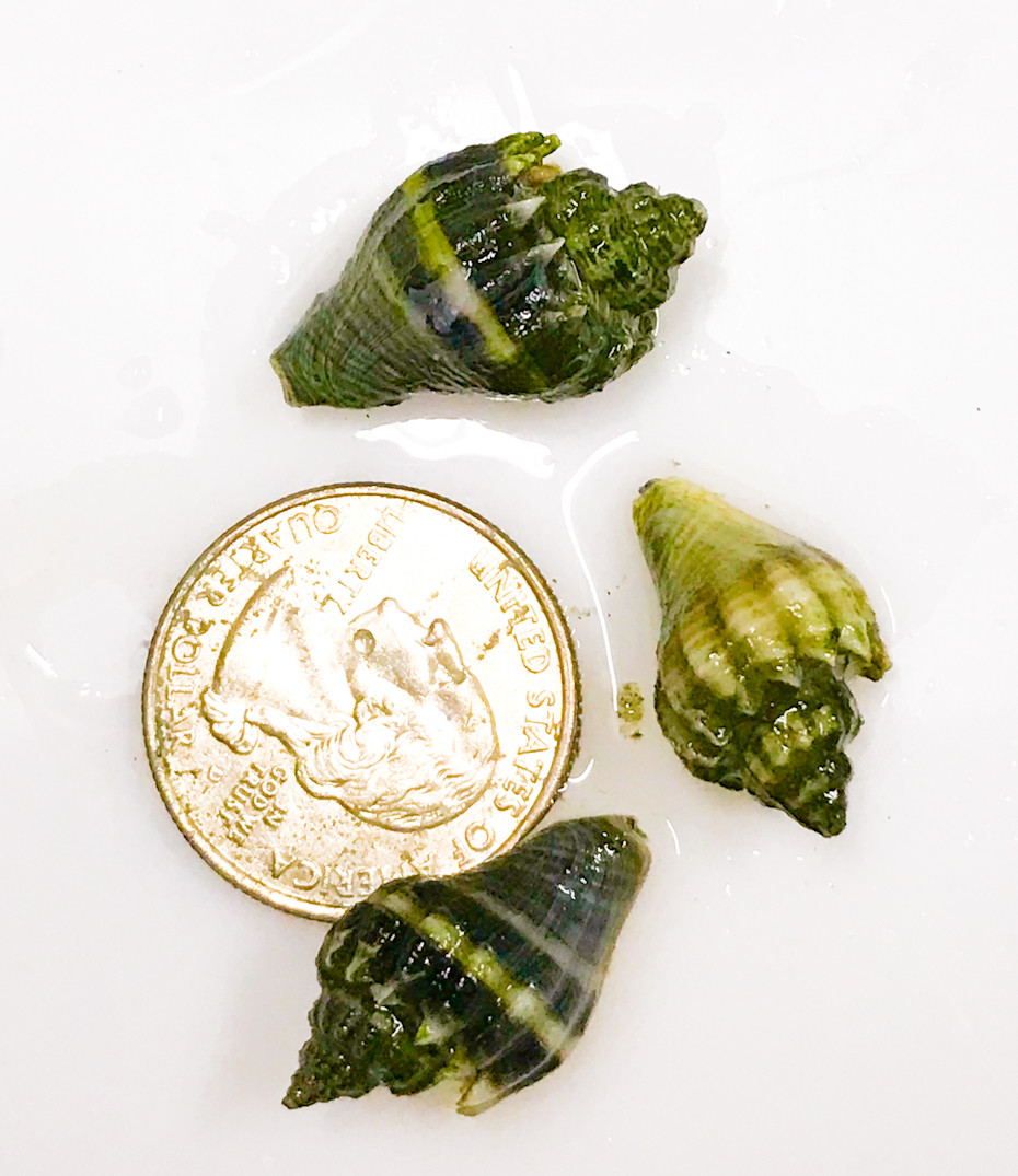 Live Baby Crown Conch Snails for Saltwater Reef Tank Aquariums